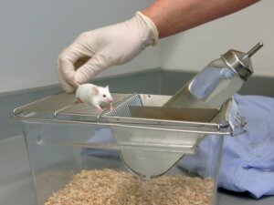 Is Animal Testing Ethical - What are the ethical issues with animal ...
