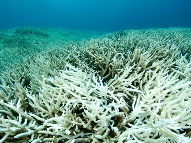 Are Coral Reefs Dying - Why Are Coral Reefs Dying - SciQuest