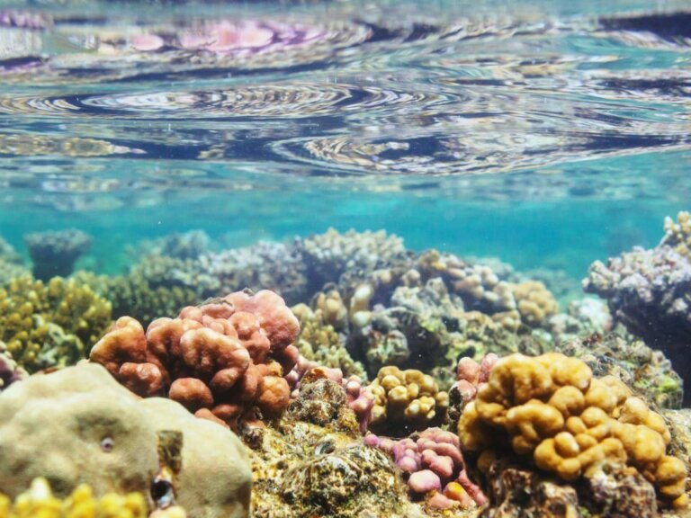 Are Coral Reefs Dying - Why Are Coral Reefs Dying - SciQuest