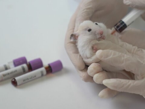 Is Animal Testing Ethical - What are the ethical issues with animal ...