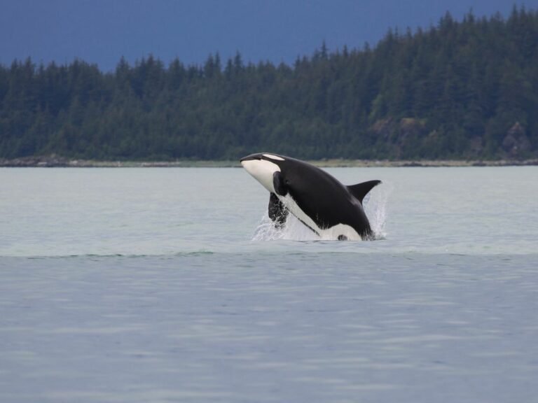 Why are orcas important to the ecosystem? - SciQuest