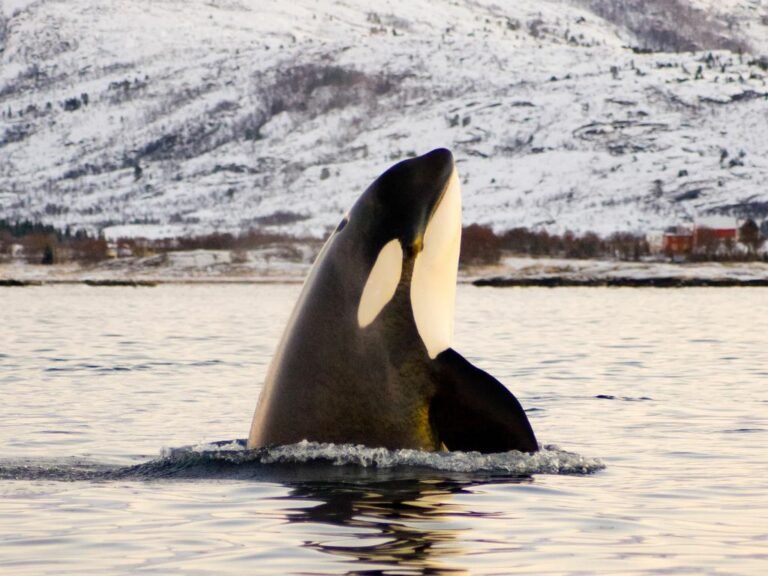 Why are orcas important to the ecosystem? - SciQuest