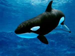 Why are orcas important to the ecosystem? - SciQuest
