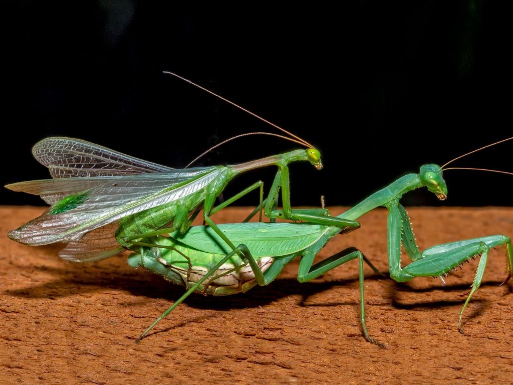 Why Do Praying Mantises Eat Their Mates Sciquest