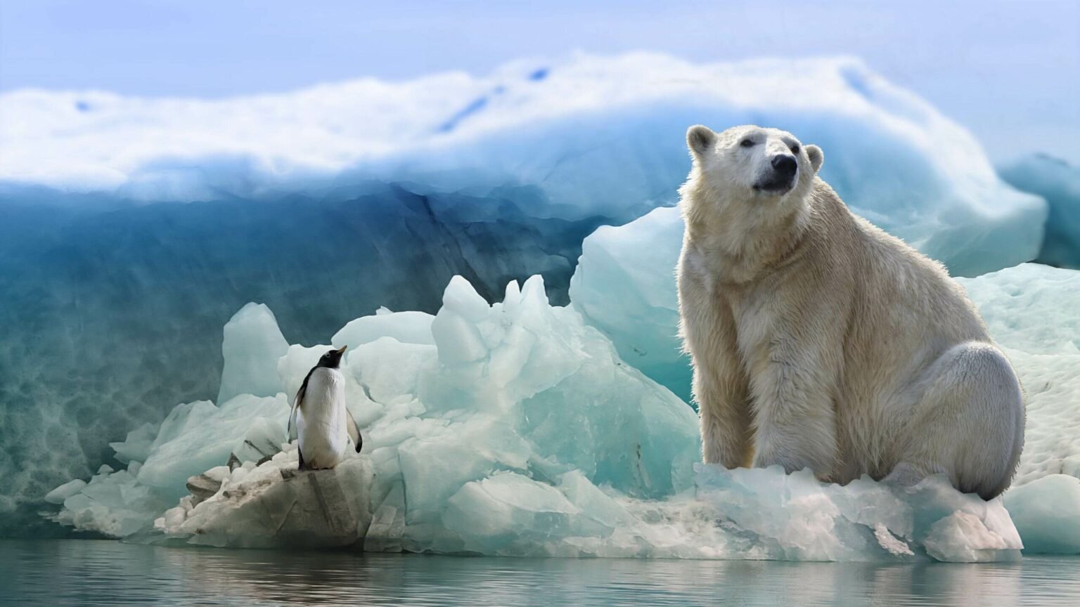 Why are polar bears important - How to save polar bears from global warming