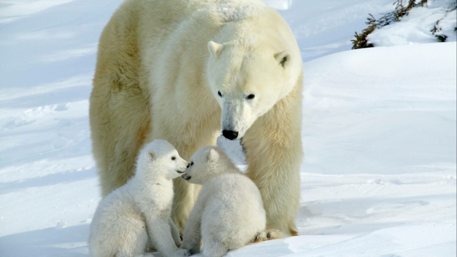 How Many Polar Bears Left In The World - Polar Bear Population - SciQuest