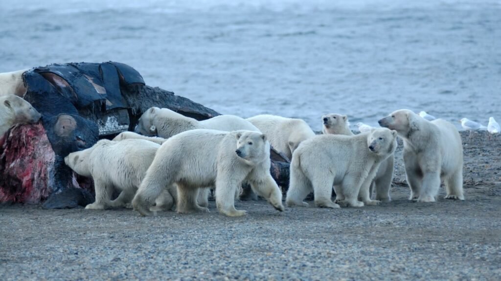 How Many Polar Bears Left In The World - Polar Bear Population - SciQuest