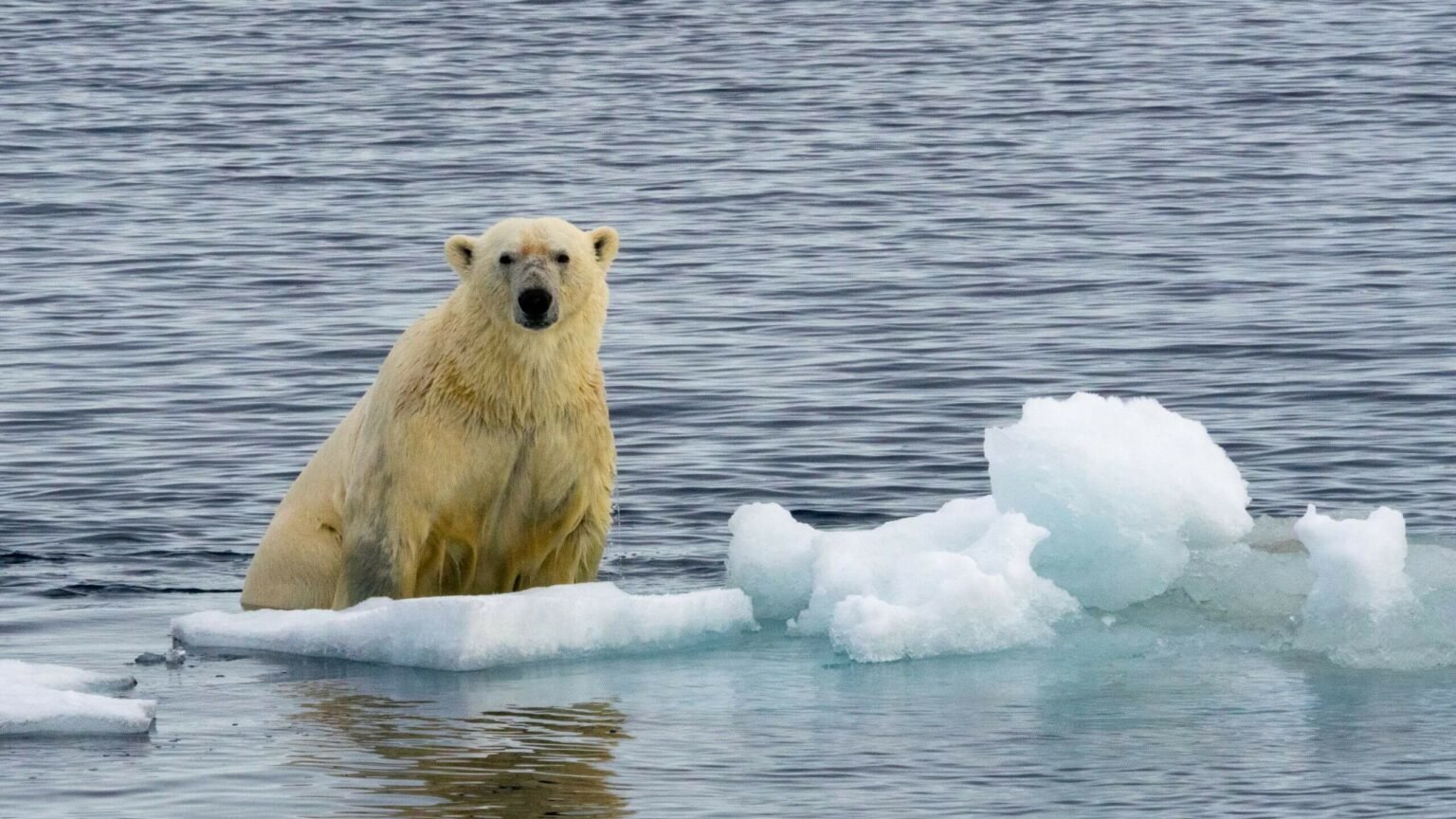 Why are polar bears important - How to save polar bears from global warming