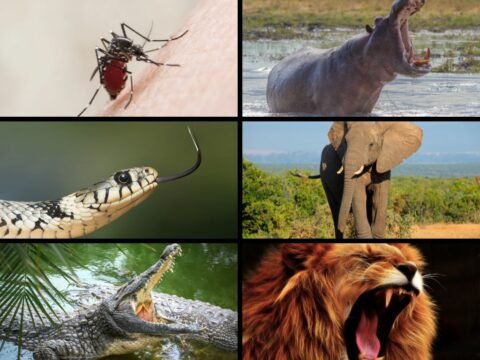 What animals kill the most humans - The Number 1 might surprise you ...