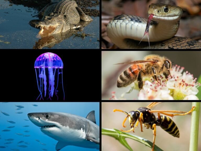 What animals kill the most humans - The Number 1 might surprise you ...