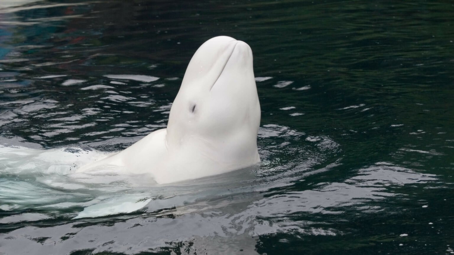 What Do Beluga Whales Eat - Beluga Whale Diet Facts - SciQuest