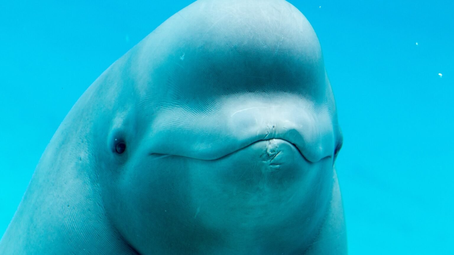 What Do Beluga Whales Eat - Beluga Whale Diet Facts - SciQuest