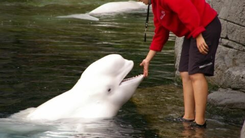 What Do Beluga Whales Eat - Beluga Whale Diet Facts - SciQuest