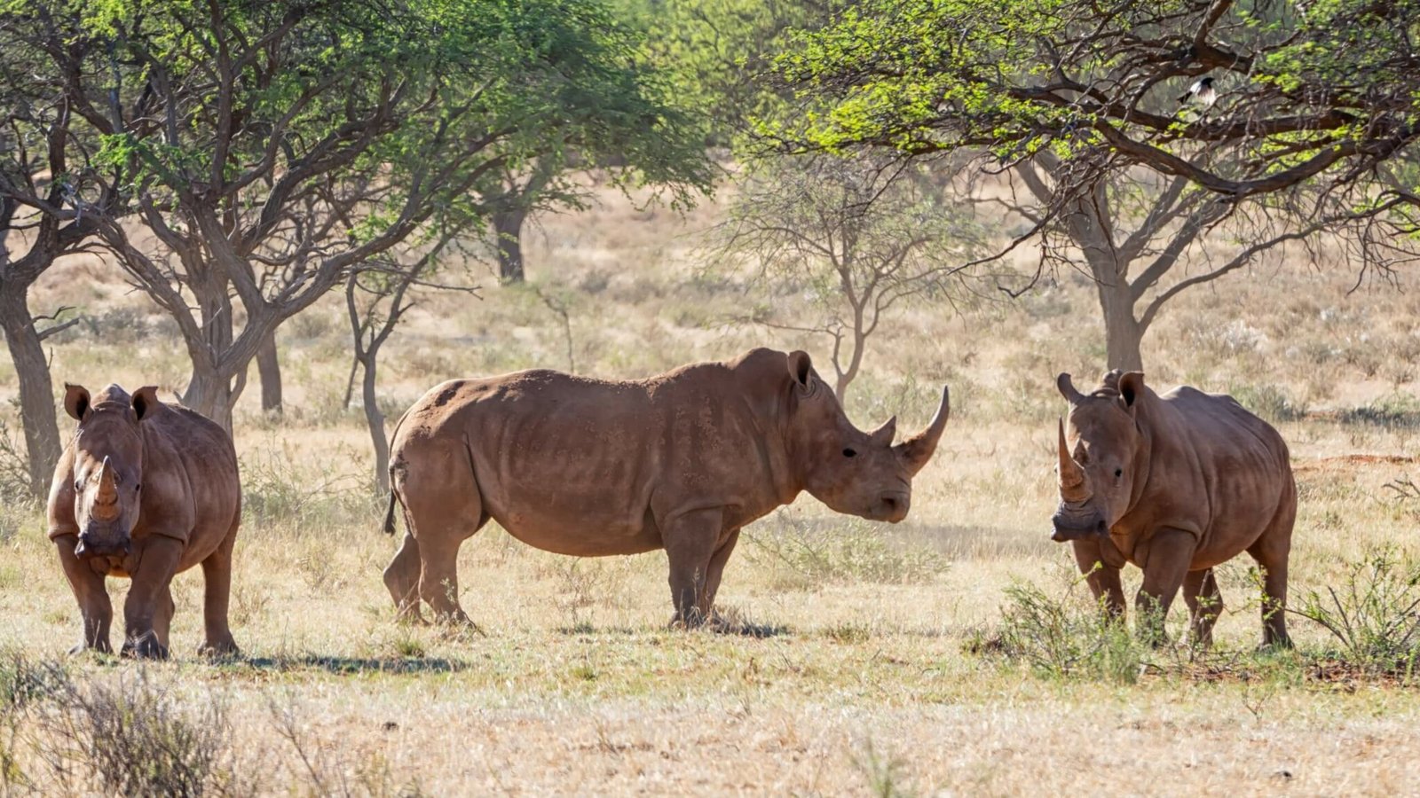 Rhinos Population: How Many Rhinos Are Left In The World? - SciQuest