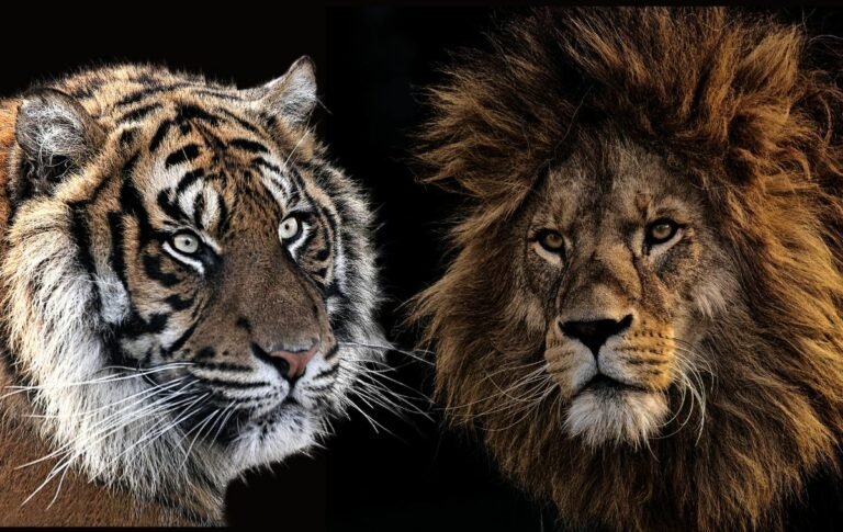Tiger vs Lion: Who Would Win in a Fight and Why? - SciQuest