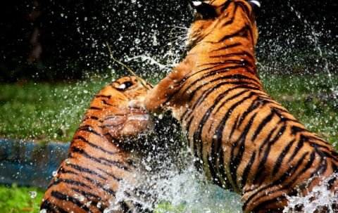Tiger vs Lion: Who Would Win in a Fight and Why? - SciQuest