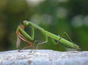 What Do Praying Mantis Eat? - A Comprehensive Guide to Their Diet ...