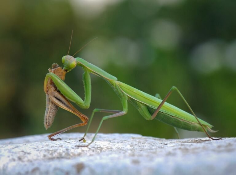What Do Praying Mantis Eat? - A Comprehensive Guide to Their Diet ...