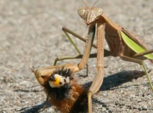 What Do Praying Mantis Eat? - A Comprehensive Guide to Their Diet ...