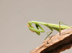 What Do Praying Mantis Eat? - A Comprehensive Guide to Their Diet ...