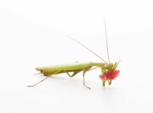 What Do Praying Mantis Eat? - A Comprehensive Guide to Their Diet ...