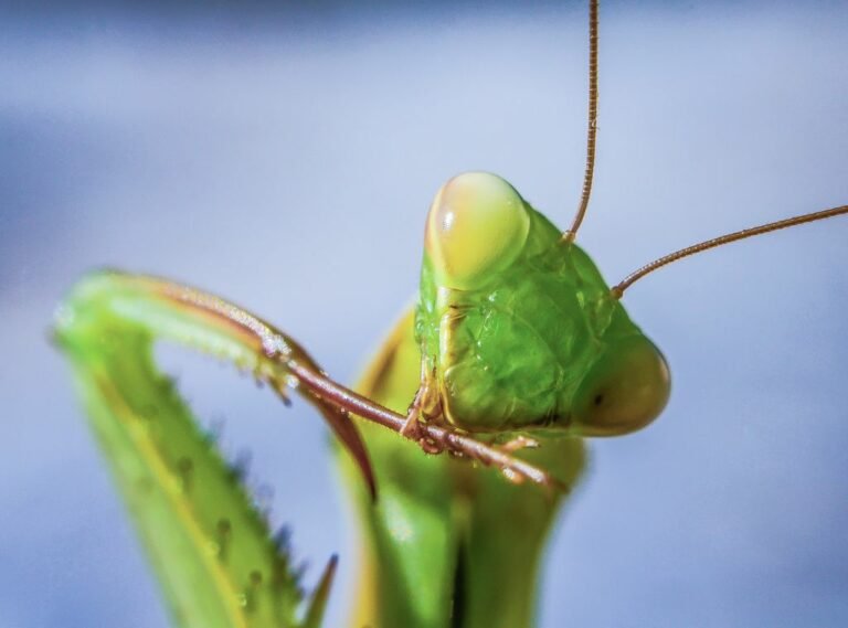 What Do Praying Mantis Eat? - A Comprehensive Guide to Their Diet ...