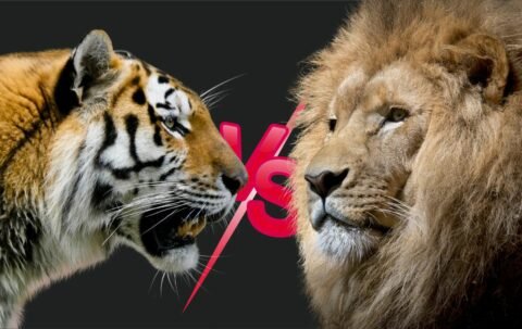 Tiger vs Lion: Who Would Win in a Fight and Why? - SciQuest