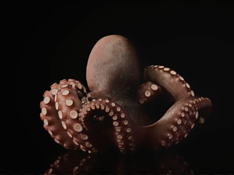 How Many Hearts Does the Octopus Have? The Surprising Answer - SciQuest