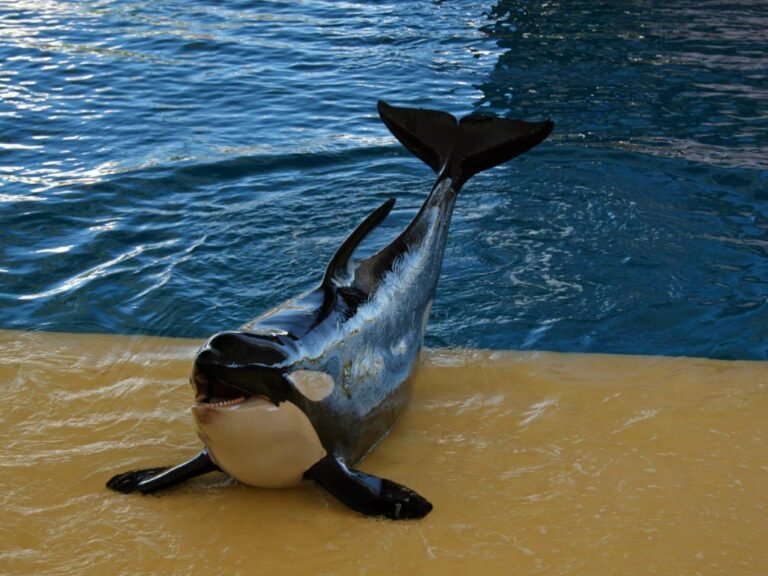 Do Orcas Attack Humans? Learn How to Stay Safe and Avoid Conflicts with ...