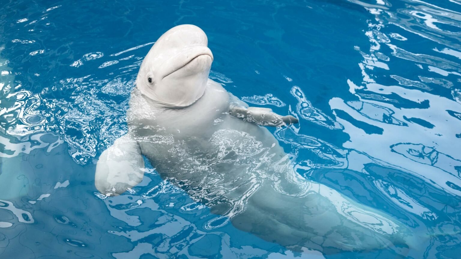 How Smart Are Beluga Whales? - Beluga Whale Intelligence - SciQuest