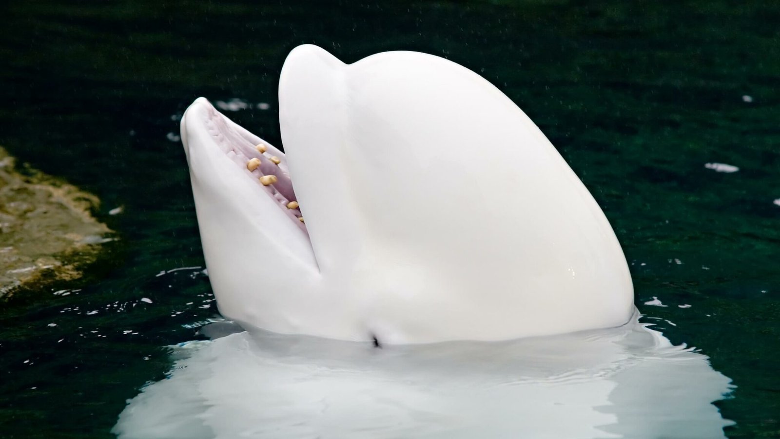 How Smart Are Beluga Whales? - Beluga Whale Intelligence - SciQuest
