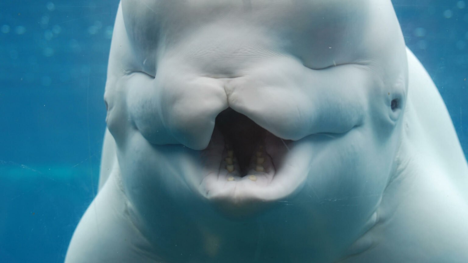 How Smart Are Beluga Whales? - Beluga Whale Intelligence - SciQuest