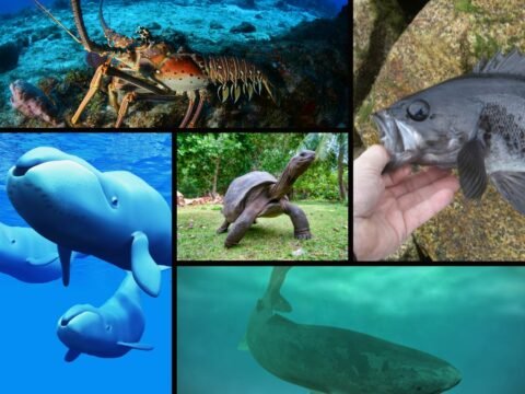 The World's Longest-Living Animals - Unraveling the Secrets of ...