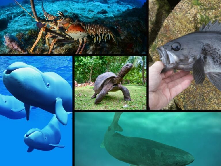 The World's Longest-Living Animals - Unraveling the Secrets of ...