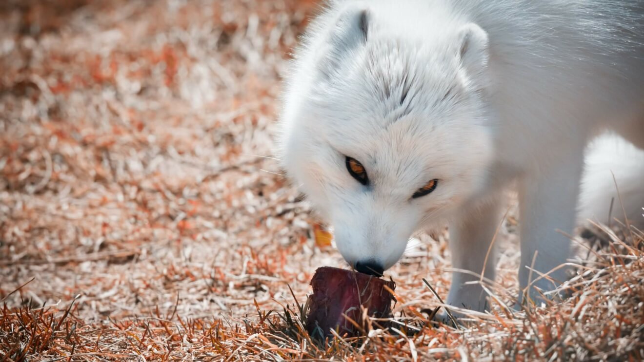 What Do Arctic Foxes Eat Arctic Foxes Diet Sciquest