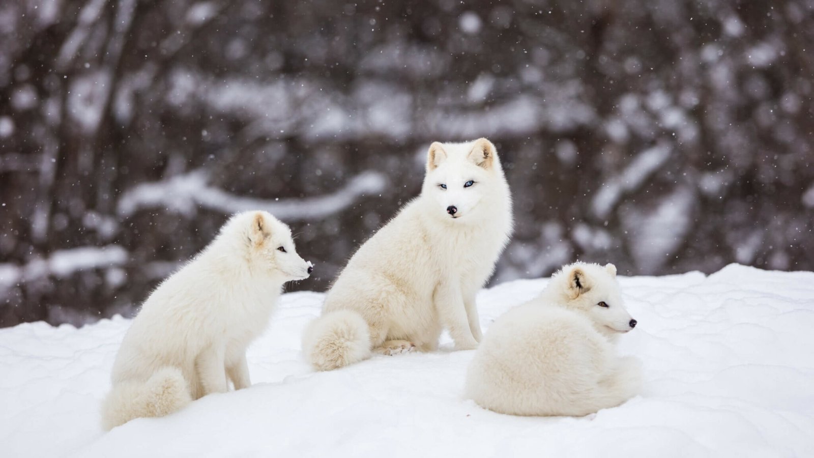 What Do Arctic Foxes Eat - Arctic Foxes Diet - SciQuest
