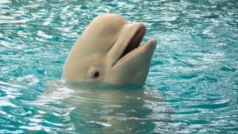 Are Beluga Whales Friendly - Are Belugas Friendly? - SciQuest
