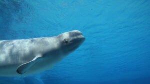 Are Beluga Whales Friendly - Are Belugas Friendly? - SciQuest