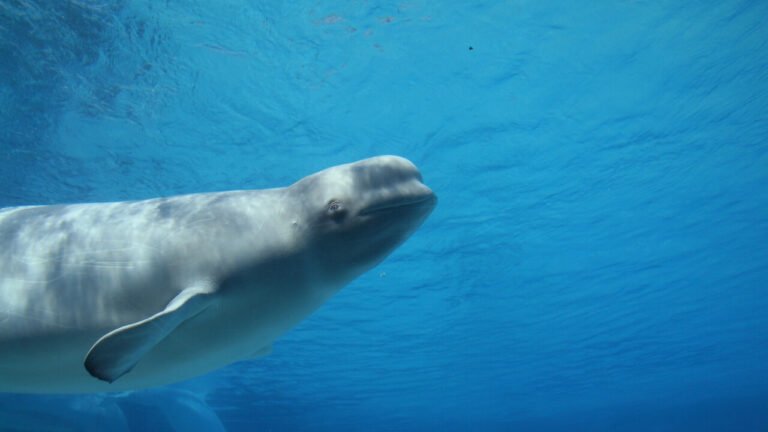 Are Beluga Whales Friendly - Are Belugas Friendly? - SciQuest