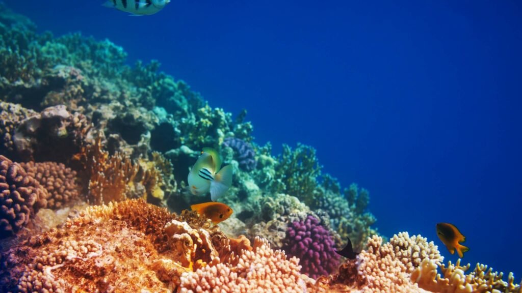 How Much Oxygen Does Coral Reefs Produce? - SciQuest