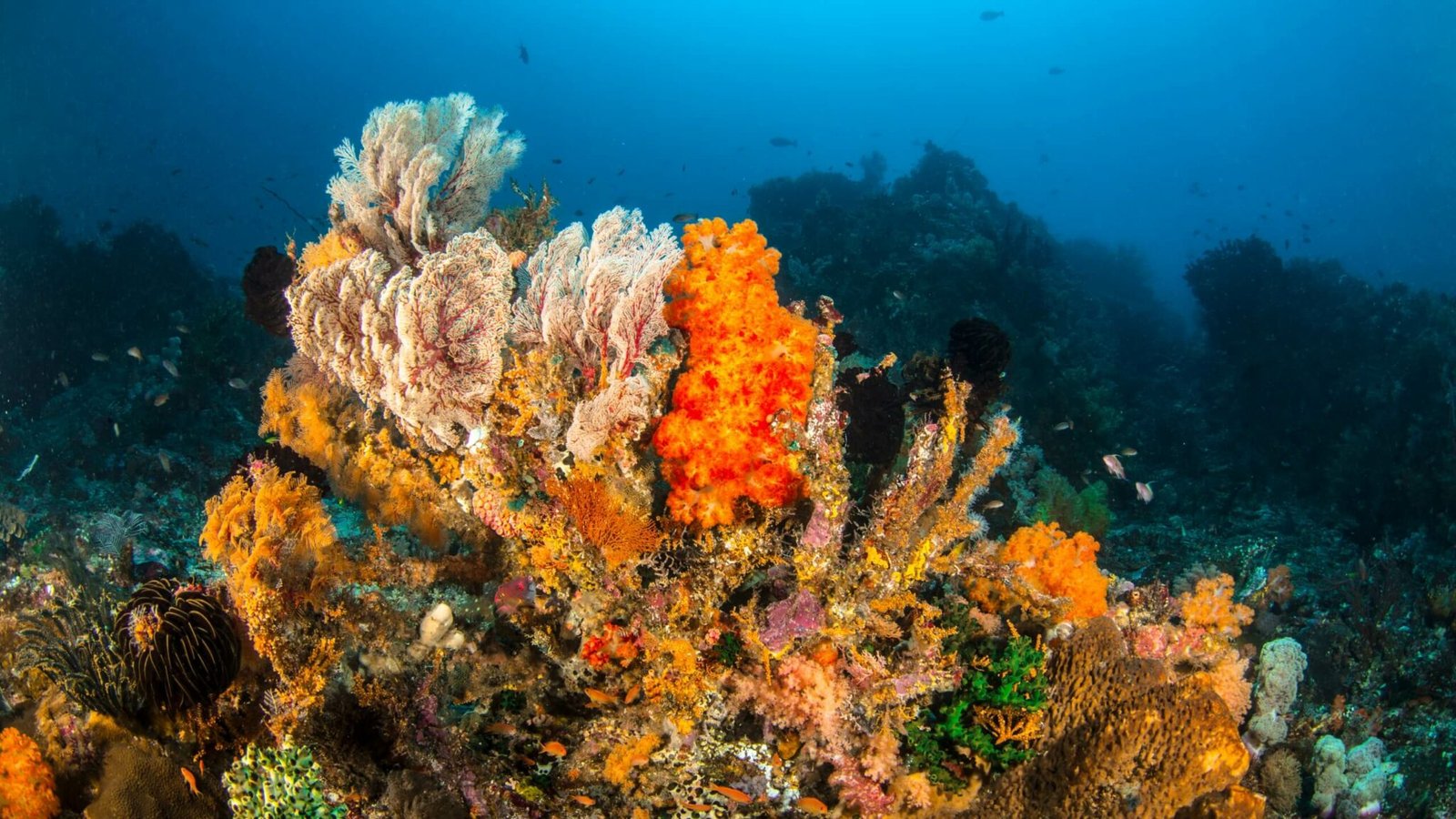 How Much Oxygen Does Coral Reefs Produce? - SciQuest