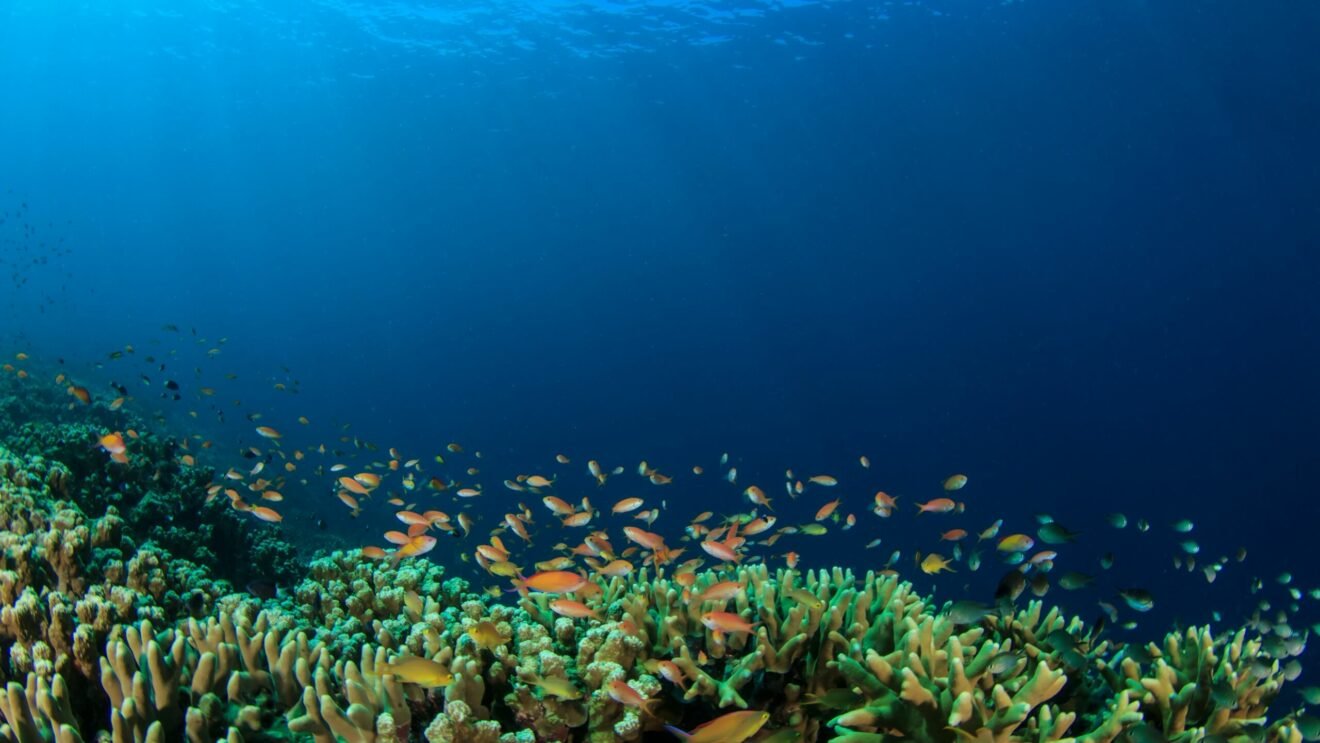 Why Are Coral Reefs Important - Benefit of Coral Reefs - SciQuest