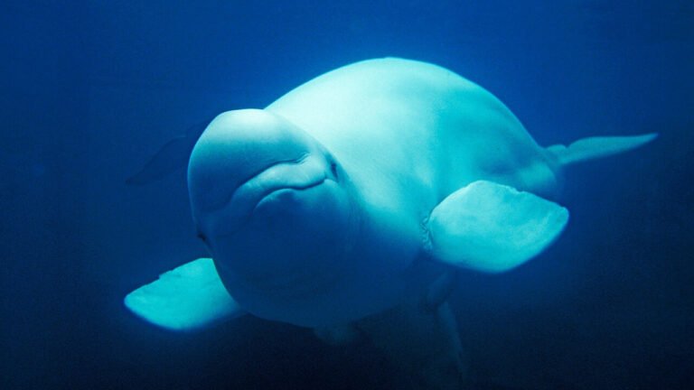 Where Are Beluga Whales Found - Beluga Whales Habitat - SciQuest