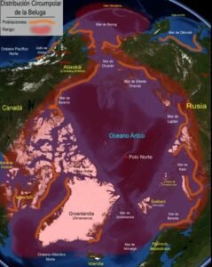 Where Are Beluga Whales Found - Beluga Whales Habitat - SciQuest