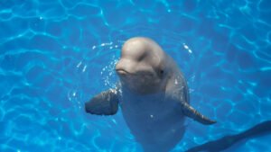 How Long Do Beluga Whales Live? Beluga Whale Lifespan - SciQuest