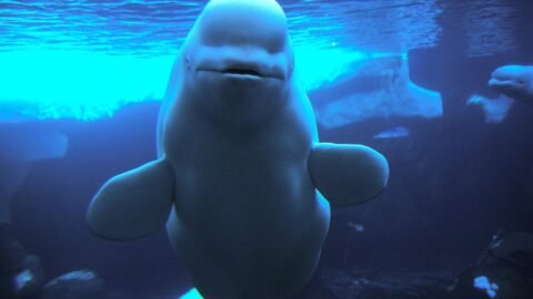Where Are Beluga Whales Found - Beluga Whales Habitat - SciQuest