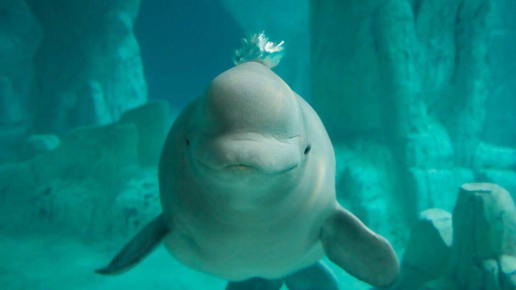 Where Are Beluga Whales Found - Beluga Whales Habitat - SciQuest