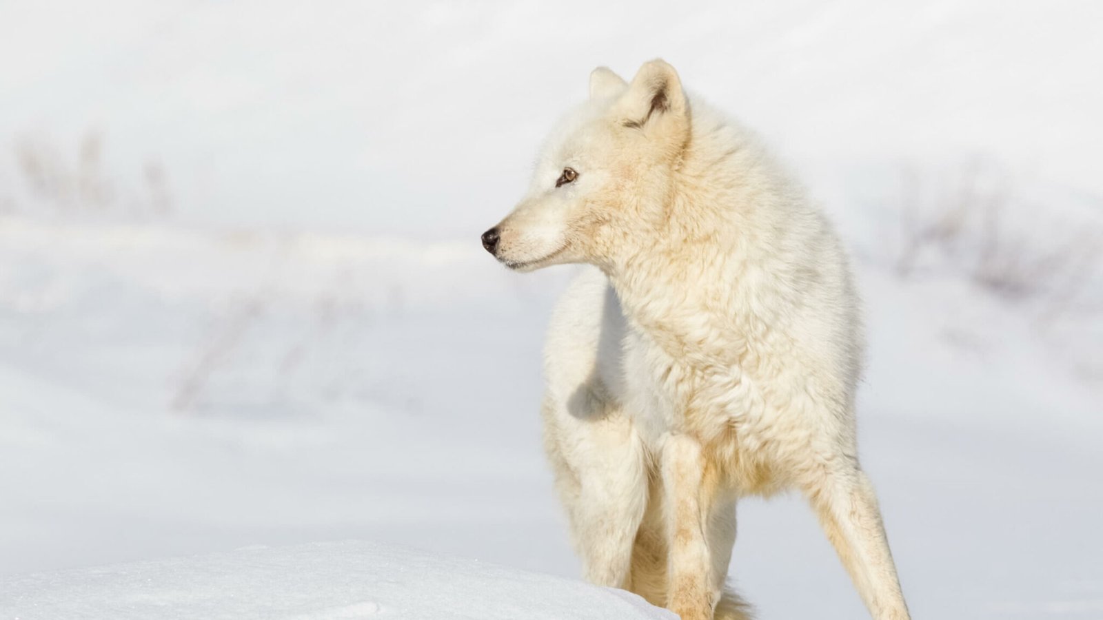 Why Are Arctic Wolves Endangered - Arctic Wolves Status - SciQuest