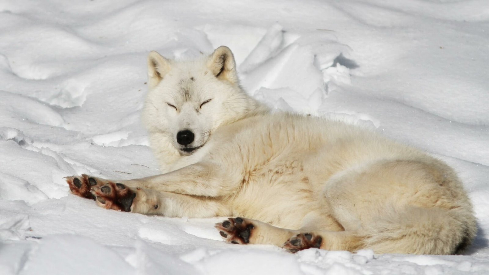 Why Are Arctic Wolves Endangered - Arctic Wolves Status - SciQuest
