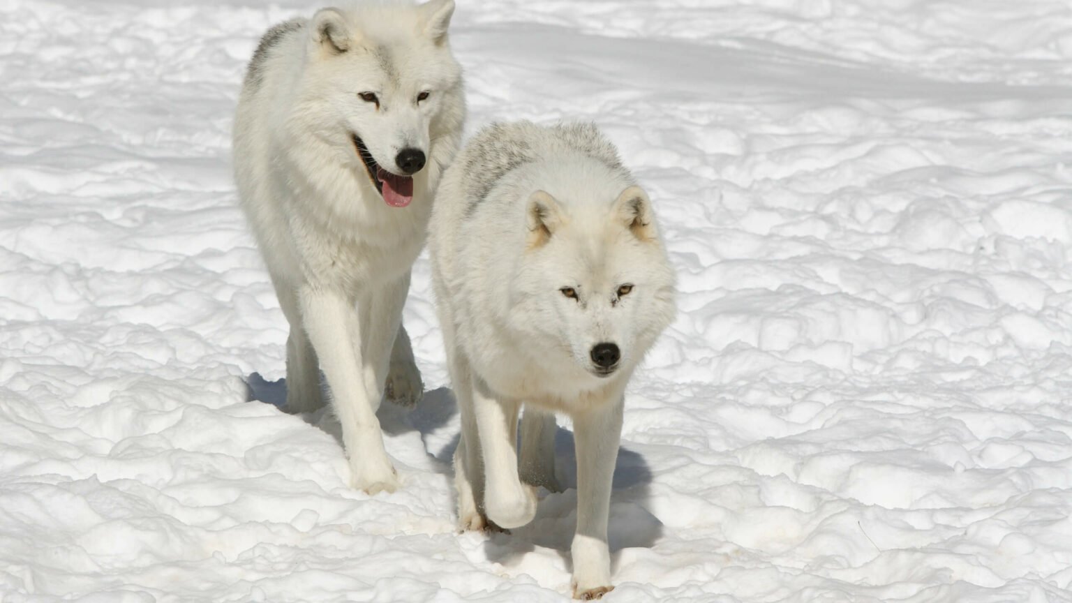Why Are Arctic Wolves Endangered - Arctic Wolves Status - SciQuest